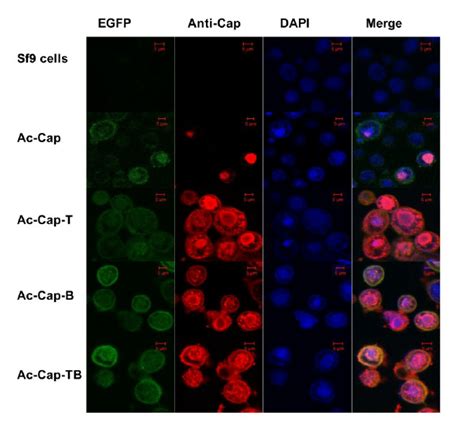 Confocal Microscopy Analysis Of Recombinant Proteins Expression In Sf9