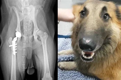 How Much Will Hip Surgery On My Dog Cost