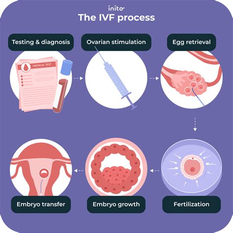 IVF Process Your Step By Step Guide From Start To Finish Inito