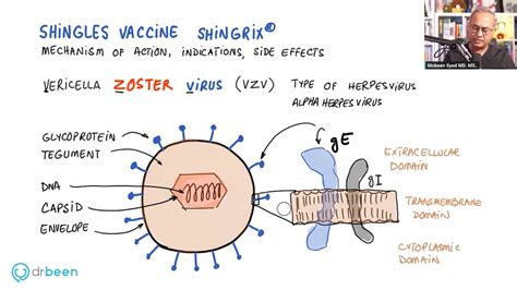 Streptococcus Pneumoniae Pneumococcus Pathophysiology And Management Drbeen