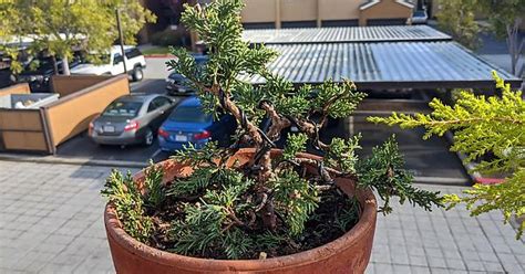My First Attempts At Wiring Bonsai Album On Imgur