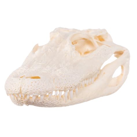 Unique Offerings At Skulls Unlimited — Skulls Unlimited International Inc