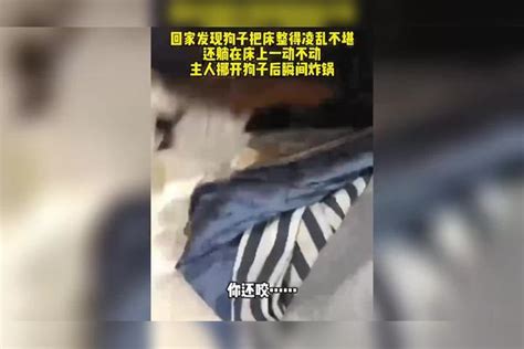 回家发现狗子把床整得凌乱不堪，还躺在床上一动不动