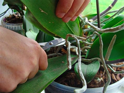 How To Grow Orchids At Home A Simple Propagation Guide
