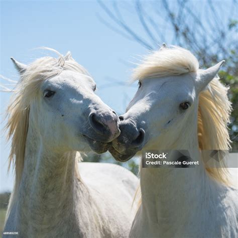 Zwei Weiße Pferde Küssen Stockfoto Und Mehr Bilder Von Agrarbetrieb