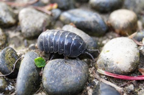 What Is The Difference Between Sowbugs And Pillbugs Pointe Pest