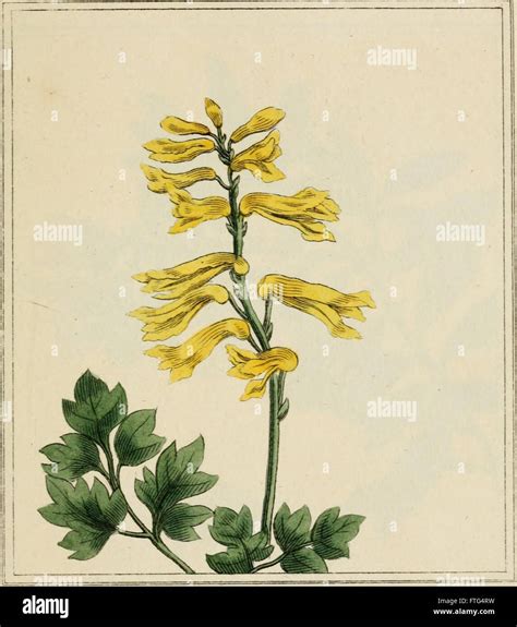 An 1812 Work On The Science Of Botany Based On Linnaeus System Offering Examples To Explain