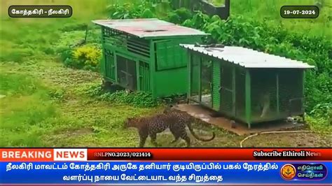 கோத்தகிரி அருகே தனியார் குடியிருப்பில் வளர்ப்பு நாயை வேட்டையாட முயன்ற