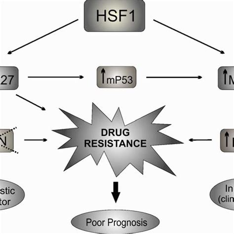 Schematic Representation Of The Different Functions Of Hsp27 In Breast Download Scientific