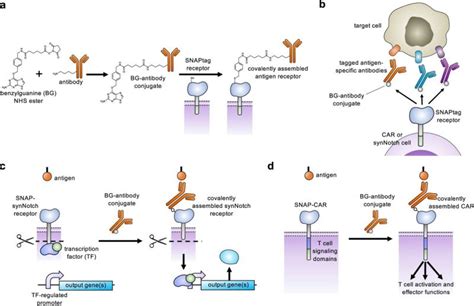 medical xpress on linkedin customizing t cell based immunotherapies