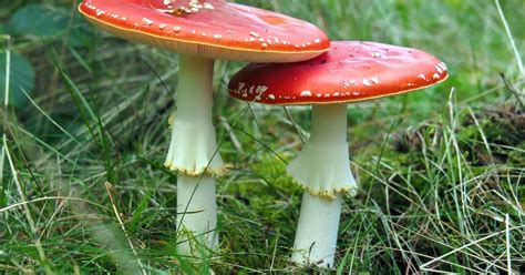 Guide To Psilocybin Mushrooms What To Expect The Manual