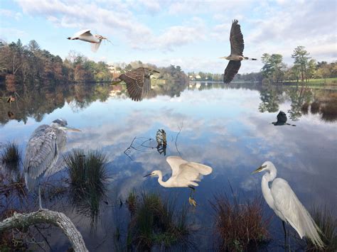 50 I Love This Picture Of Two Beavers I Love It Because It Shows You