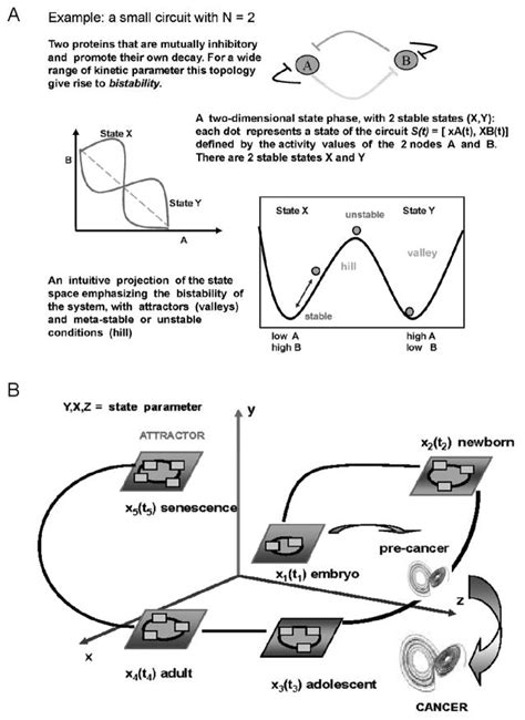 Fractal Analysis In A Systems Biology Approach To Cancer Abstract