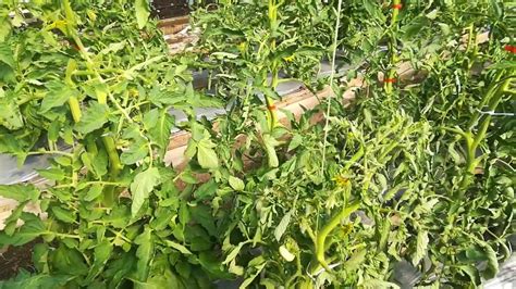 Вирус по доматите Youtube