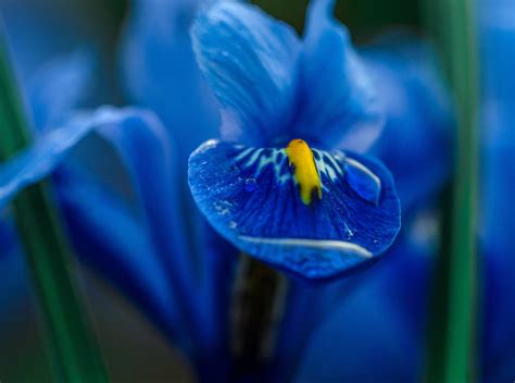 Top Iris Flower Wallpaper Full HD K Free To Use
