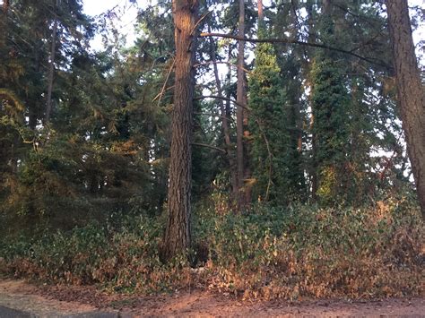 TacomaTurf The Tree Management Plan