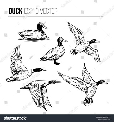 Wild Duck Vector Set Flying Birds Stock Vector Royalty Free