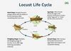 Locust Life Cycle Geeksforgeeks