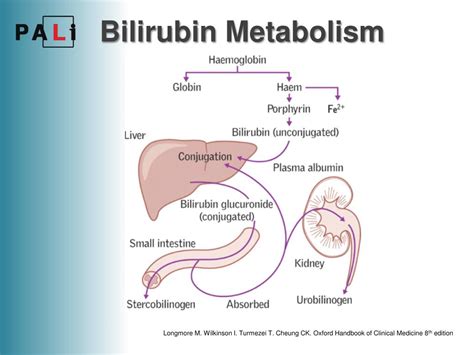Ppt Jaundice Powerpoint Presentation Free Download Id 817938