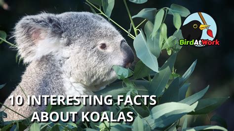 10 Interesting Facts About Koalas 10 Fun Facts About Koalas Youtube