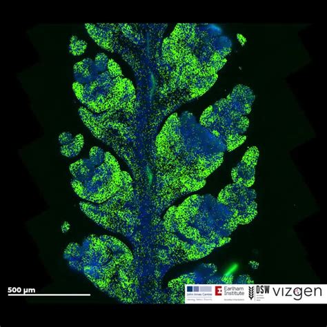 Vizgen On Linkedin Spatialbiology Merfish Transcriptomics