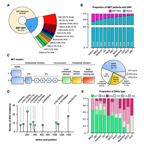 Met Gene Associated Snv Profiles A Tumor Types And Proportions Of Download Scientific