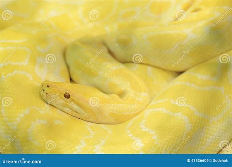 Tiger Albino Python Snake Stock Image Image Of View 41336609 Tiger Albino Python Snake Stock Image Image Of View 41336609