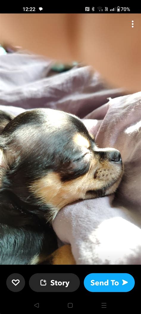 My Sweet Poppy R Chihuahua