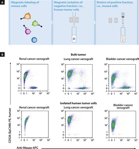 Depletion Of Mouse Cells From Human Tumor Xenografts Significantly