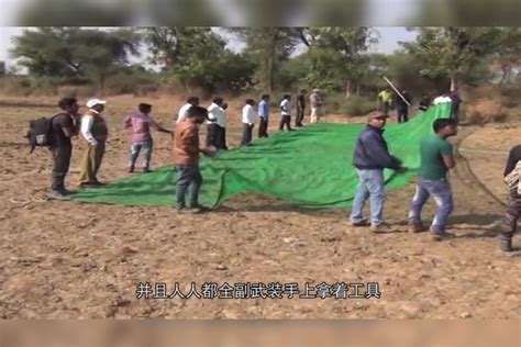村民全副武装围成一排只为擒获它镜头记录惊险画面