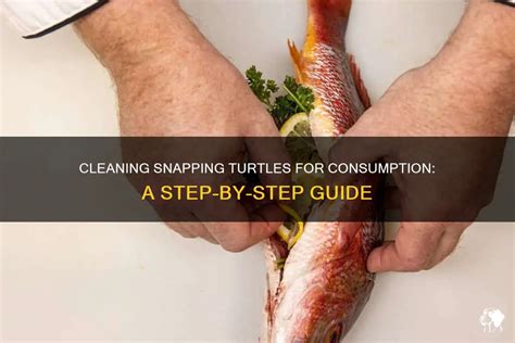Cleaning Snapping Turtles For Consumption A Step By Step Guide PetShun
