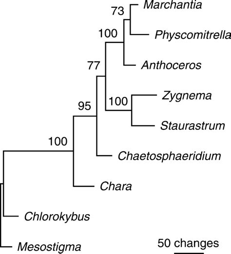 Maximum Parsimony MP Analysis Of Structural Characters Derived From Download Scientific