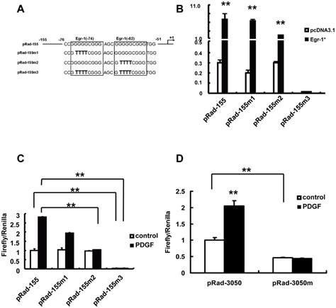 Egr 1 Binding Sites Are Essential For Rad Promoter Activation A
