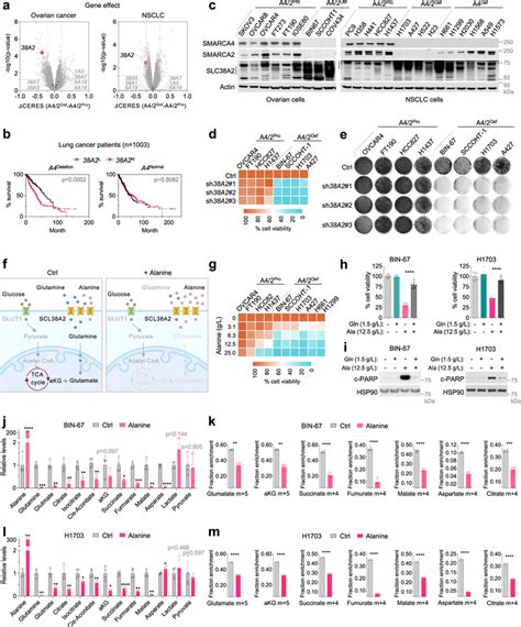 Smarca4 2 Deficient Cancer Cells Rely On Elevated Slc38a2 To Import Download Scientific Diagram