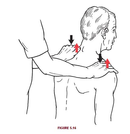 Manual Muscle Testing Grades Flashcards Quizlet