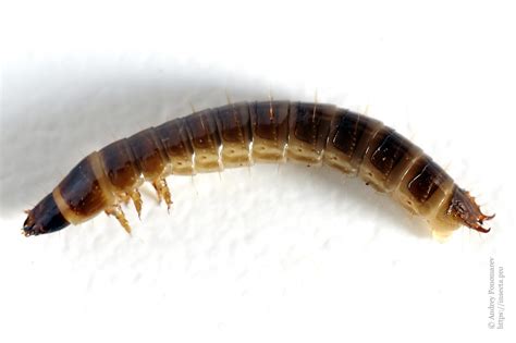 Photo 98916 Denticollis Linearis