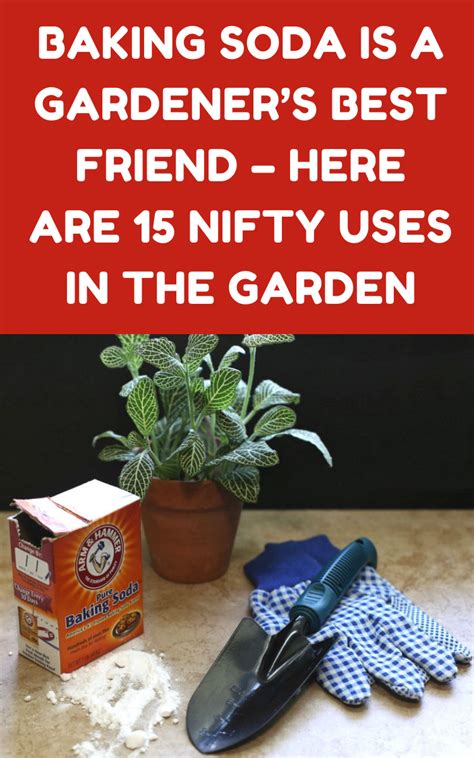 Baking Soda Is A Gardeners Best Friend Here Are 15 Nifty Uses In The
