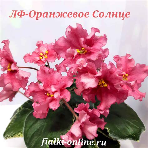 ЛФ-Оранжевое Солнце > фото и описание сорта > Фиалки online