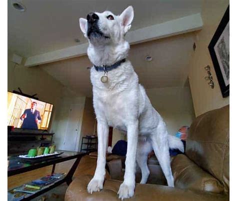 Husky White German Shepherd Mix White Gerberian Shepsky Info
