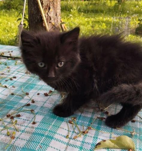 Помощь животным Беларуси Малыши 2 месяца 2 чёрных мальчика и бело серая девочка Едят всё