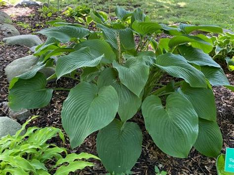Plantain Lily Hosta T Rex From Growing Colors