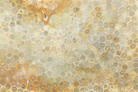 11 1 Polished Fossil Coral Slab Indonesia 121886 For Sale
