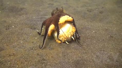 Octopus Fighting Crab 😱😱😱