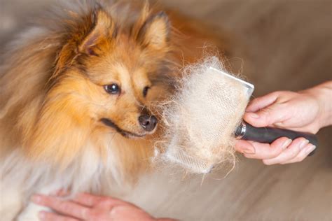Pourquoi Mon Chien Perd Ses Poils