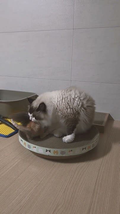 합사 4일차 이젠 조금씩 서로 익숙해진 사이 고양이합사 랙돌 코숏 합사 고양이형제 Youtube