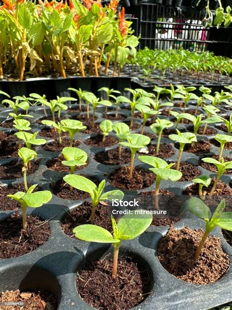 채소 묘목이 자라는 이미지 묘목 쟁반 플라스틱 발아 보육 쟁반에 있는 개별 호박과 애호박 플러그 식물 식물 세포 구획 높은 전망 전경에 초점 농업 개념 0명에 대한 스톡