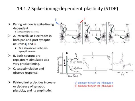 Ch 19 Synapticplasticity Pptx