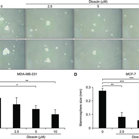 Identification Of The Characteristics Of Breast Cancer Stem Like Cells
