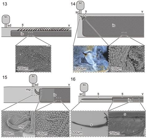 Schemes Of Hypothetical Couplings Between Male And Female Genitalia Download Scientific