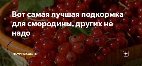 Вот самая лучшая подкормка для смородины других не надо Мамины Советы Дзен